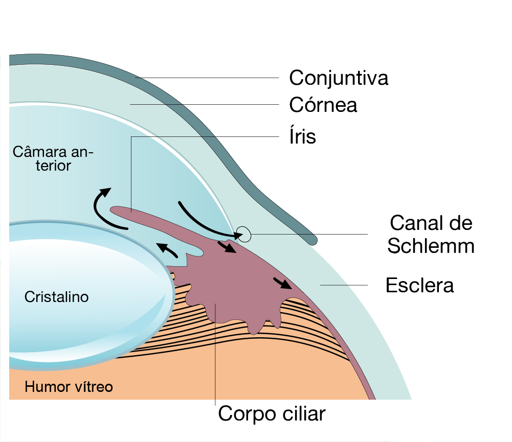 O que é trabeculectomia? Entenda o procedimento! | Central da Visão