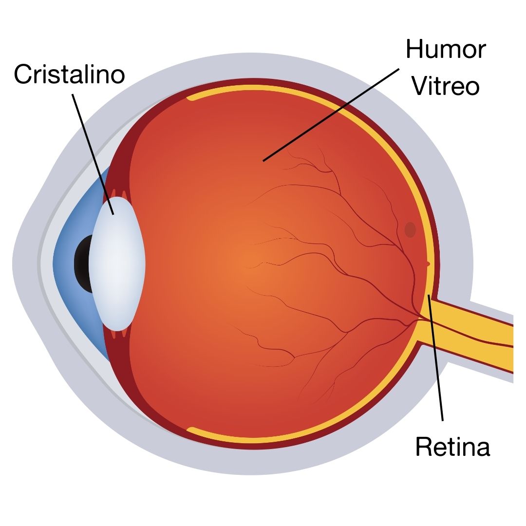 Vitrectomia: o que é, como é feita e quais as indicações | Central da Visão